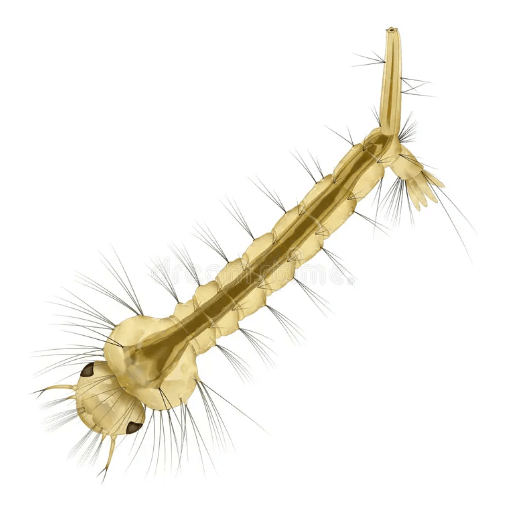 Life Cycle - American Mosquito Control Association