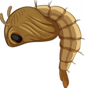 Life Cycle - American Mosquito Control Association