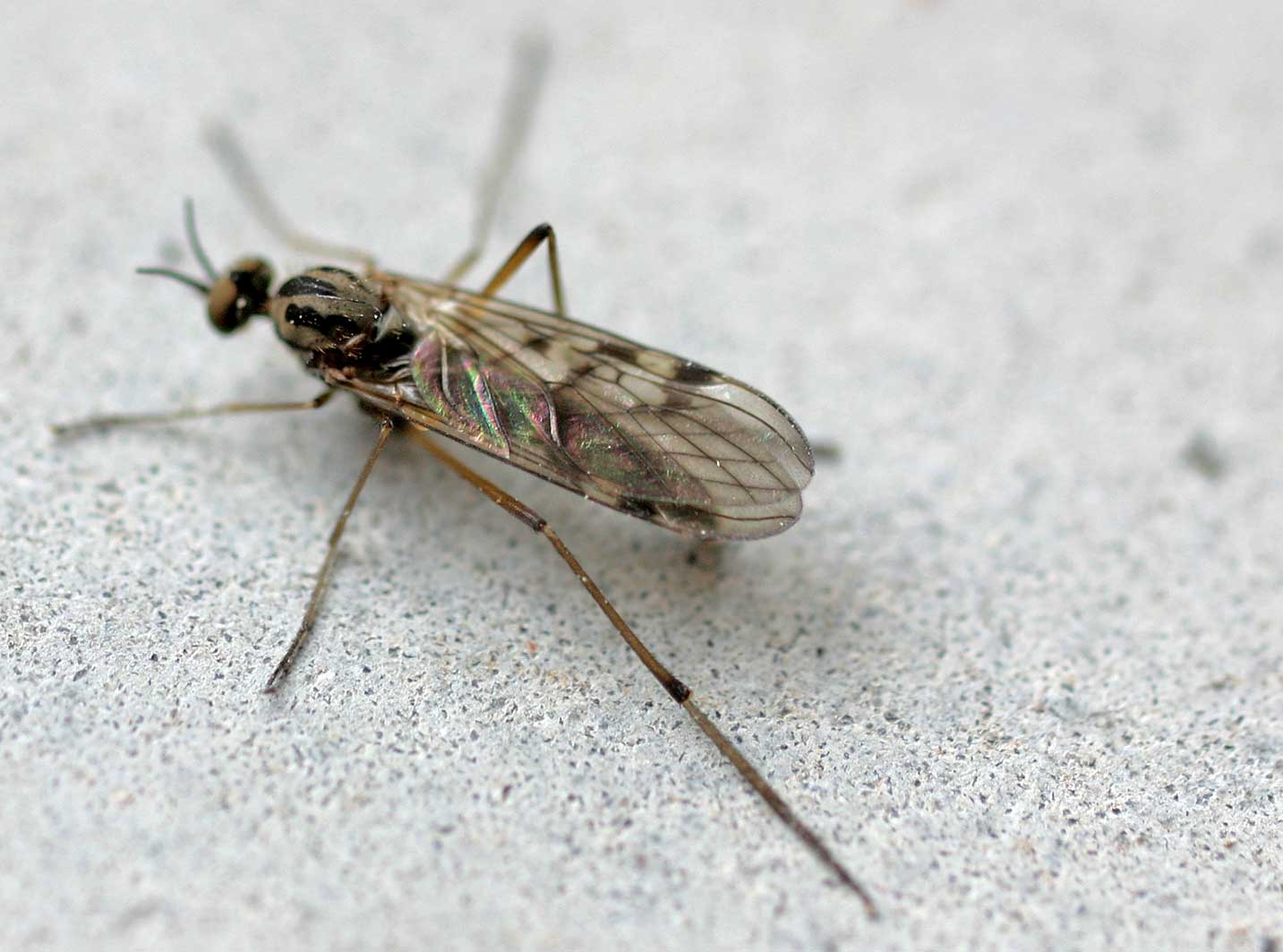 Mistaken IDs - American Mosquito Control Association
