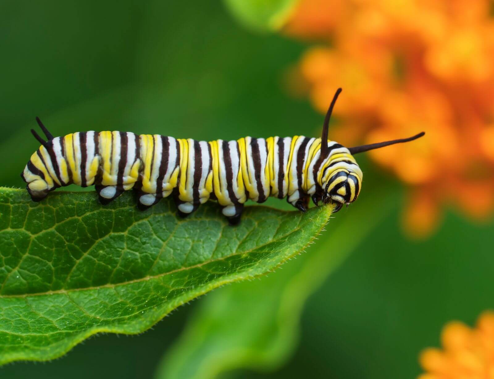 American Mosquito Control Association Monarch Biology - American ...